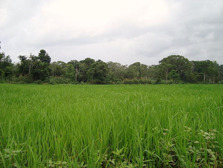 74.5 Hectare Farm Located in Celia, Talamanca – Close to Gandoca ...